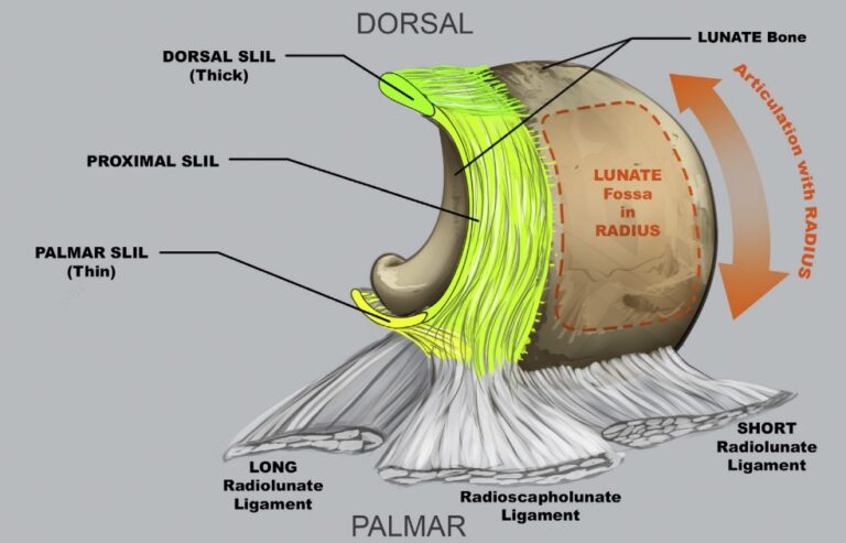 Differential Diagnosis of Central-Side Wrist Pain - ReHand ...